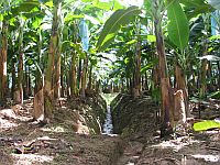 ‘Bocas del Toro’ i plantaže banana – Križevci.info